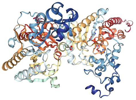 Creatine Kinase B General Information Sino Biological