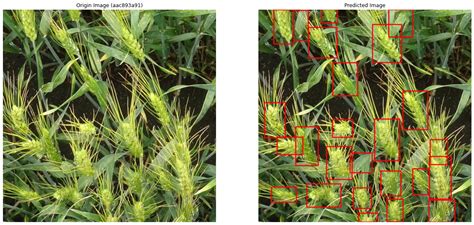 Global Wheat Detection Object Detection Seung Hyun S Blog