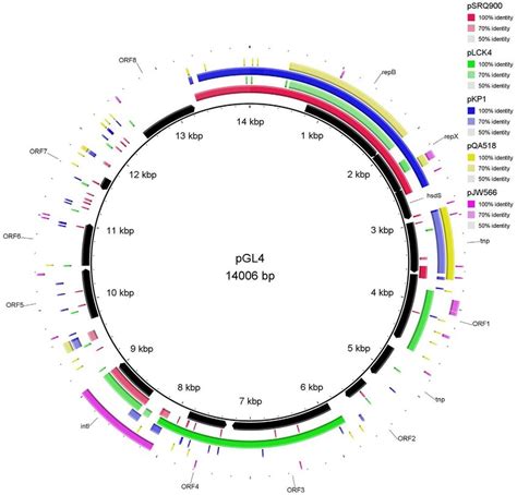 Plasmid Map Of Pgl4 And Dna Sequence Similarity With Other Lactic