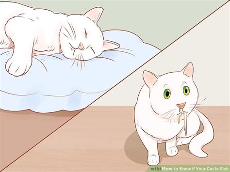 Ways To Know If Your Cat Is Sick WikiHow