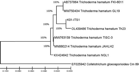 Figure 4 From Natural Product Nano ﬁ Bers Derived From Trichoderma