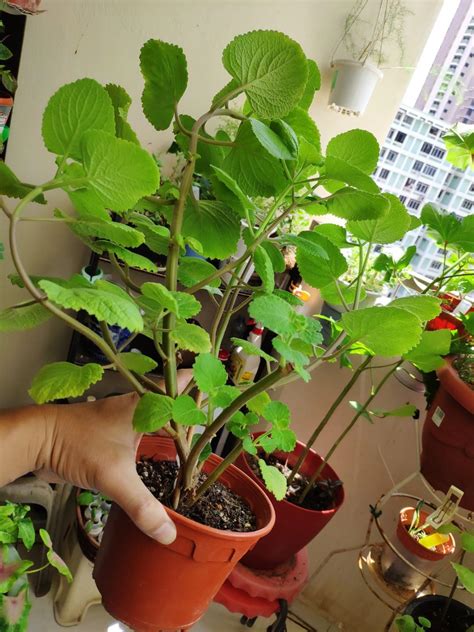 Plectranthus Forsteri Smells Like Lemon Balm Looks Like Indian Borage Furniture And Home Living
