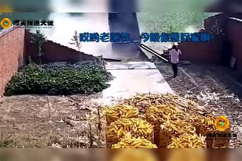 搞笑：监控意外拍下男子一脚的精准度，不得不服笑的肚子疼精准度男子监控