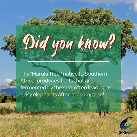 Embark On A Wild Journey With Go Geeper Go Geeper