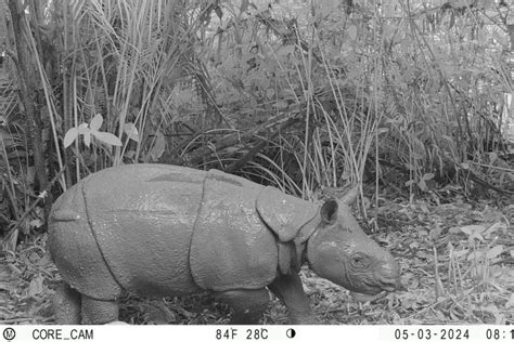 Badak Jawa Terancam Punah Inisiatif Translokasi Demi Kelangsungan Hidup