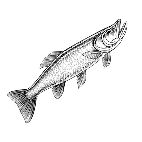 손으로 그린 스케치 파이크 물고기 일러스트레이션 프리미엄 벡터