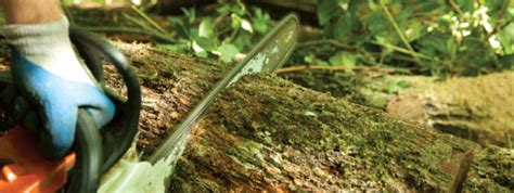 Melbourne Tree Removal And Pruning Axetion Tree Services Suburbs