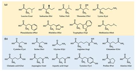 Amino Acids Structure And Properties — Neet Pg Lesson Oncourse