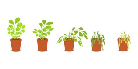 Flower Houseplant Withering Phases Flat Royalty Free Vector