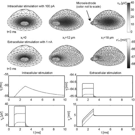A Mediation Of The Neuron Electrode Interface In Extracellular Download Scientific Diagram