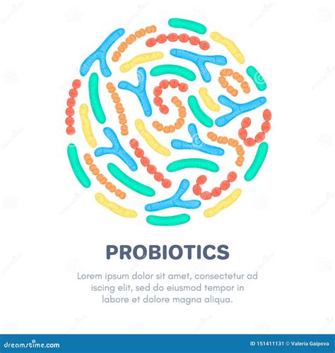 Vector Probiotics In Circular Shape Bifidobacterium Lactobacillus