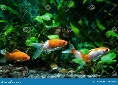 Koi Goldfish Commercial Aqua Trade Breed Of Wild Carassius Auratus
