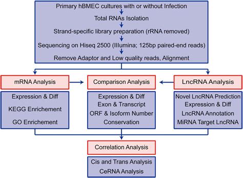 Overview Of The RNA Sequencing Processes And Bioinformatic Analysis Download Scientific Diagram