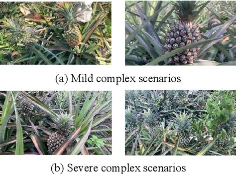 Figure 1 From Assessing Pineapple Maturity In Complex Scenarios Using An Improved Retinanet