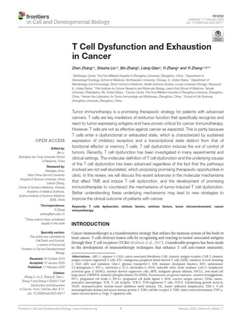 T Cell Dysfunction And Exhaustion In Cancer Pdf