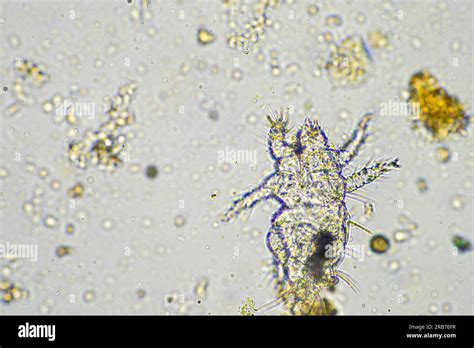 Micro Organismes Microscope Banque De Photographies Et Dimages à Haute