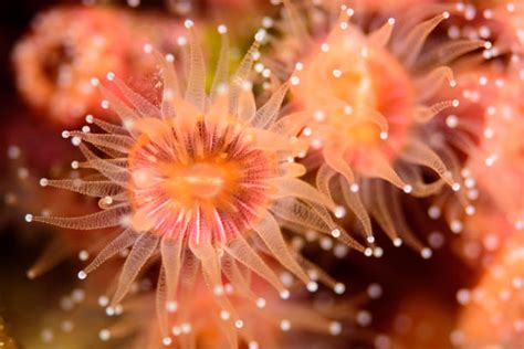 950개 이상의 금빛나팔돌산호 스톡 사진 그림 및 Royalty Free 이미지 Istock