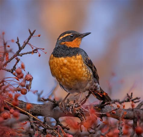 Varied Thrush Range
