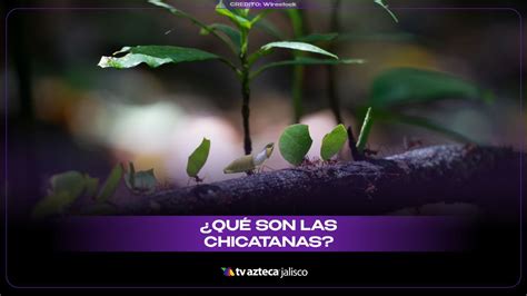 ¿qué Son Las Chicatanas Y Por Qué Son Consideradas Un Manjar Ancestral