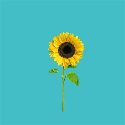 Blue Sunflower Wallpaper Aesthetic Royalty Free Photo Sunflower Field