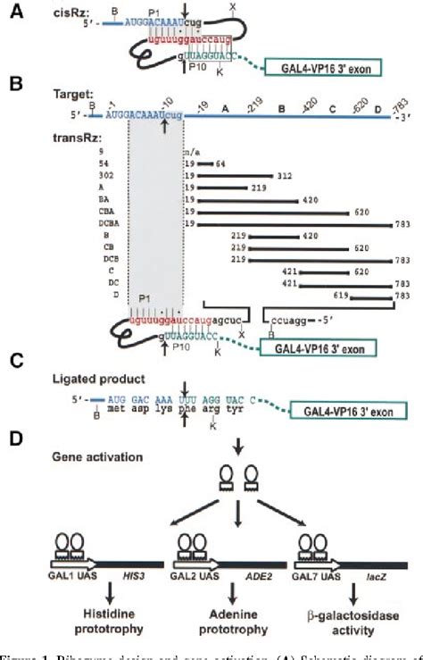 Figure 1 From Optimization Of Trans Splicing Ribozyme Efficiency And
