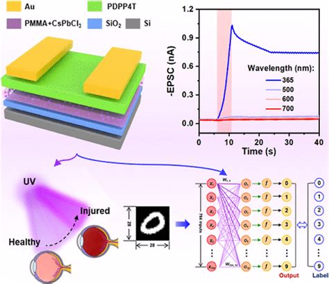 Optoelectronic Synaptic Transistors Based On Solution Processable Organic Semiconductors And