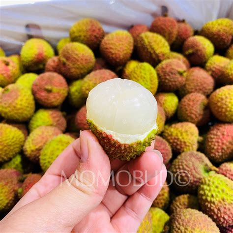 Airflown Premium Sweet Fei Zi Xiao Lychee — Momobud
