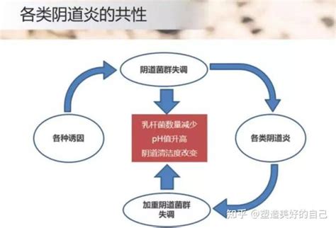 阴道微生态与阴道炎症 知乎