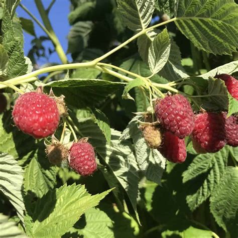Cascade Delight Raspberry Spencer Creek Nursery