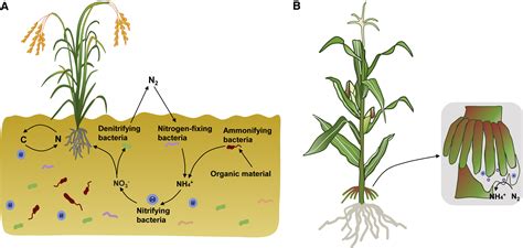 Biological Nitrogen Fixation In Cereal Crops Progress Strategies And