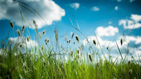 Green Grass Spring Beautiful Background Spring Outing Green Plants
