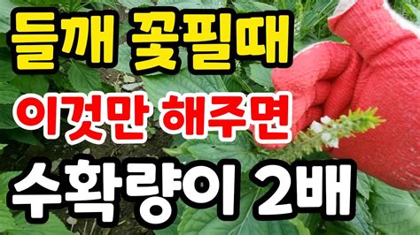 들깨 꽃필때 2가지는 꼭 해주어야 수확량도 늘고 들기름도 많이 나옵니다들깨순치는시기들깨병충해방제들깨추비주는시기들깨파종시기들깨꽃피는시기들깨수확시기들깨모종심기