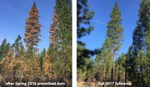 Living With Fire How Trees Plants And Critters Have Adapted To Live With Wildfire