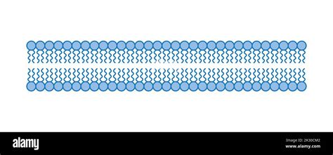 Scientific Designing Of Phospholipid Bilayer Structure The Cell