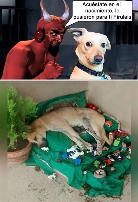 Firulais Mascotas Bonitas Chistes De Perros Humor De Animales