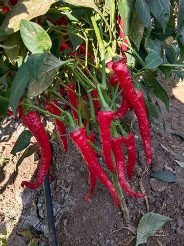 Red Peppers A Grade Hot Pepper Chilli Pan India Packaging Size 20 Kg At Rs 500 Kg In Kurnool