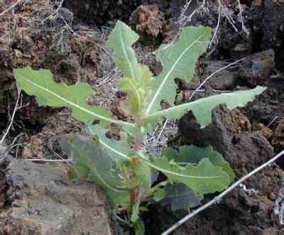Wild Lettuce Lactuca Virosalactuca Serriola Medicianal Uses Survival