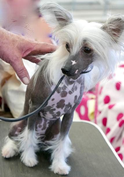 Perro Chino Con Cresta Sin Pelo Fotos Banco De Fotos E Imágenes De Stock Istock