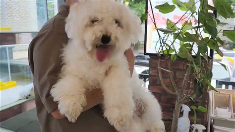 도그마루 보호소 비숑프리제 오뎅이를 소개합니다 Youtube