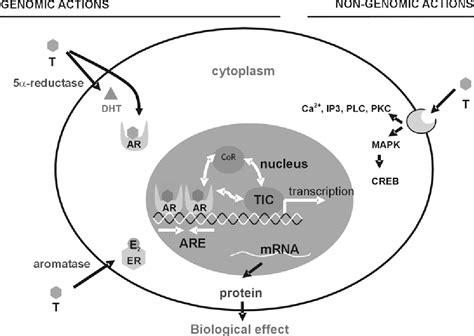 Figure 1 From The Role Of Androgens In The Control Of Spermatogenesis Lessons From Transgenic