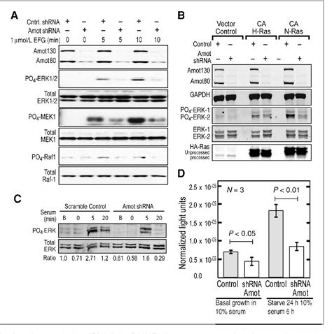 Figure 1 From Molecular And Cellular Pathobiology The Adaptor Protein Amot Promotes The