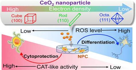 Ceo2 纳米酶的面依赖性活性通过氧化还原稳态调节人神经祖细胞的命运 Acs Applied Materials And Interfaces X Mol