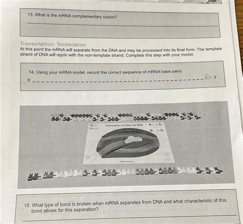Solved 13 What Is The Mrna Complementary Codon