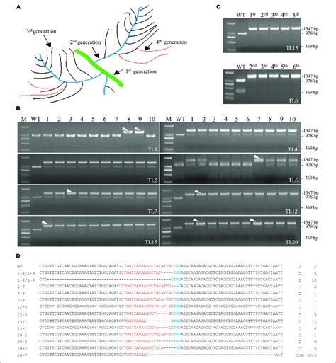 Screening Of Biallelic Or Homozygous Mutation Lines In The 2 Nd
