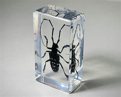 Insects In Resin Butterflies And Beetles Also Available Wholesale