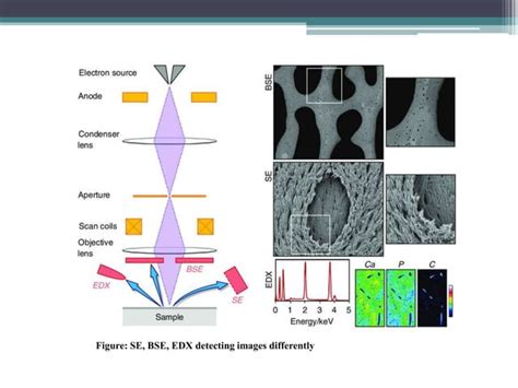 Scanning Electron Microscopy Advantages Application And Disadvantages Pptx