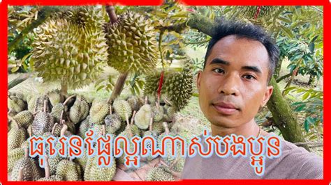 212 Durian Farm ចំការធុរន ស្រុកសំឡូត ខេត្តបាត់ដំបង Youtube