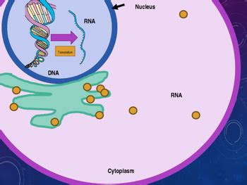 Protein Synthesis Animation By Sar I Teachers Pay Teachers