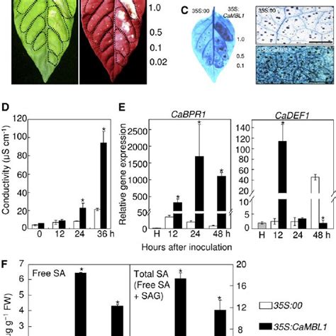 Agrobacterium Mediated Transient Expression Of 35s 00 Empty Vector Download Scientific