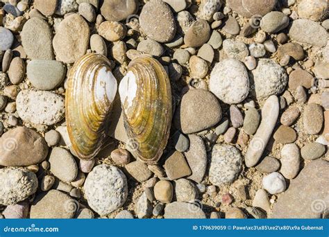 A Shell Anodonta Sp Is A Species Of Freshwater Mussel An Aquatic